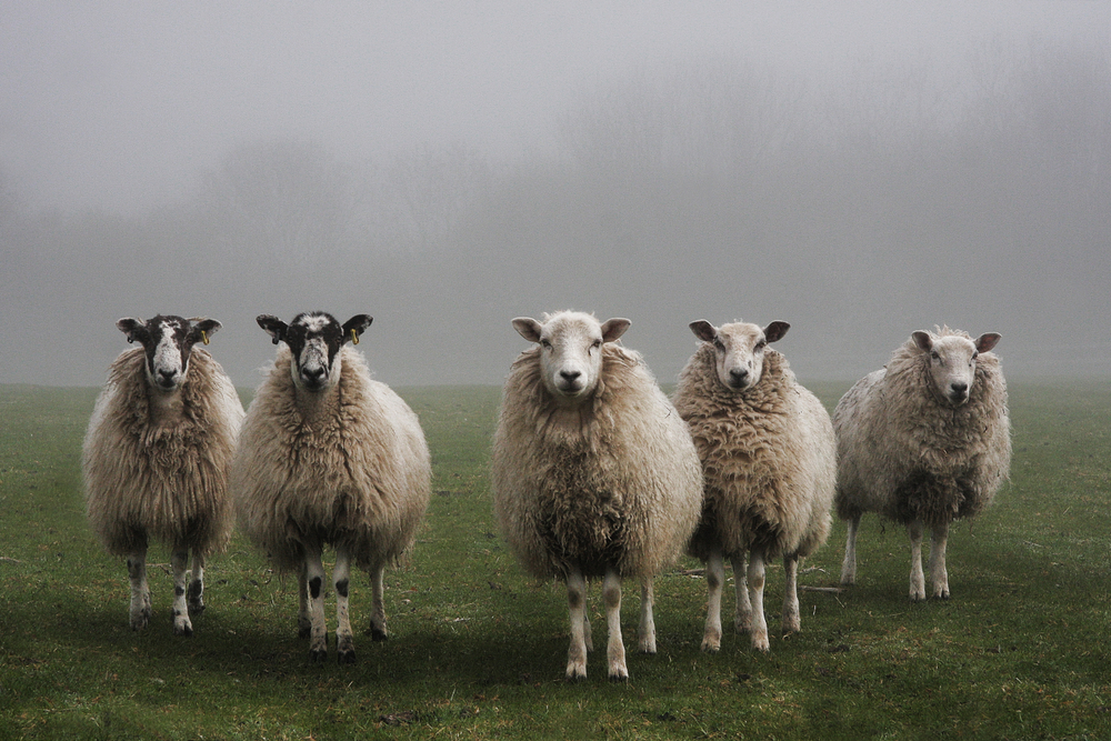 How was Dolly the Sheep Cloned?