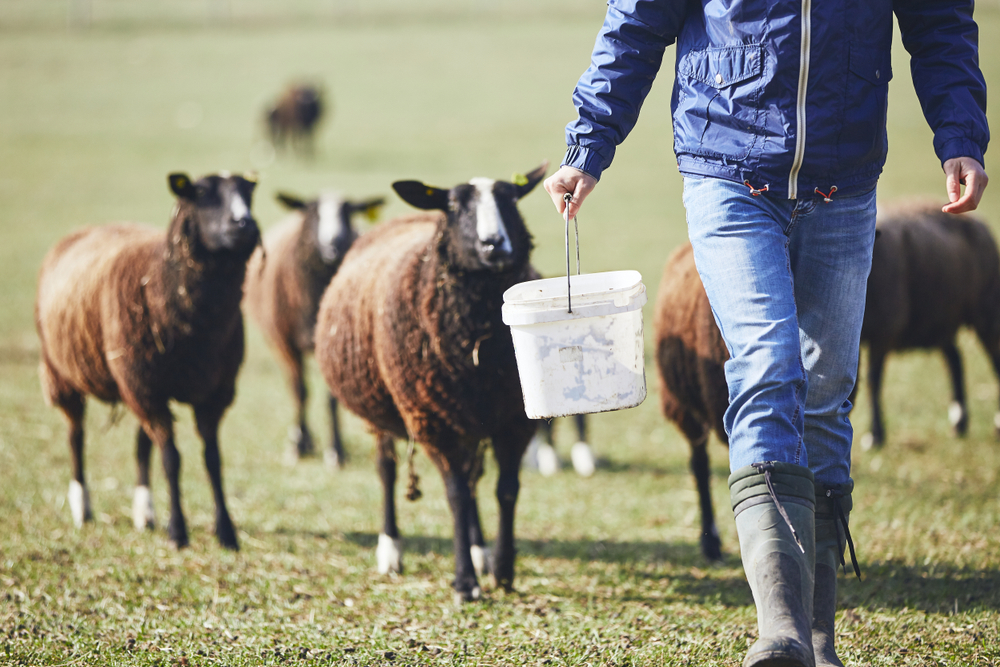 How Long Did Dolly the Sheep Live?